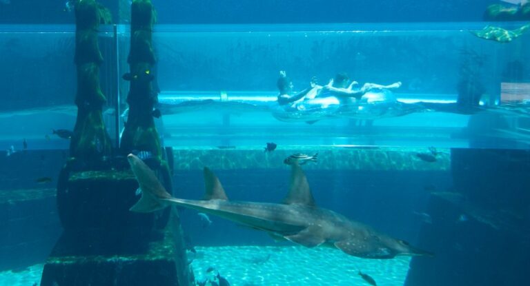 Aquaventure Dubai Shark Slide: the daring encounter